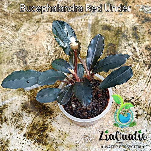 Jual Bucephalandra Red Under - Tanaman Aquascape Paludarium Terrarium ...