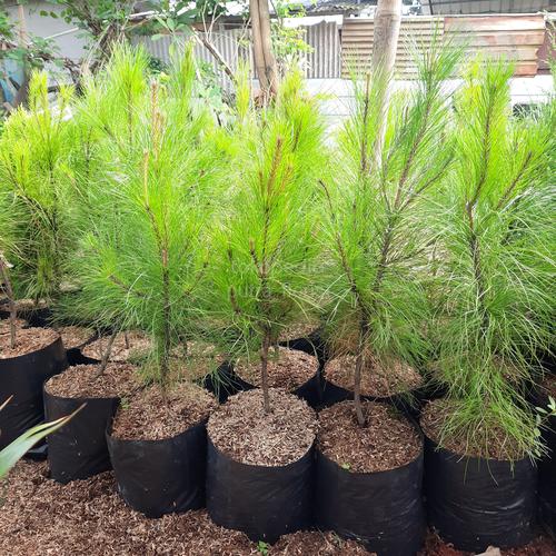 Jual tanaman hias cemara pinus pohon pinus bibit pohon pinus cemara ...