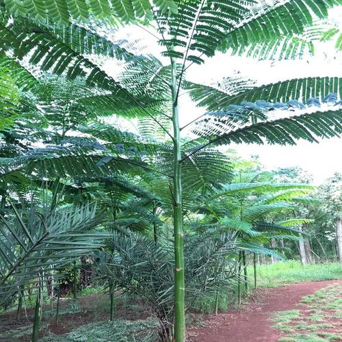 Jual Pohon Solobium / Pakis Brazil | Tanaman Solabium Tinggi 1 - 5 ...