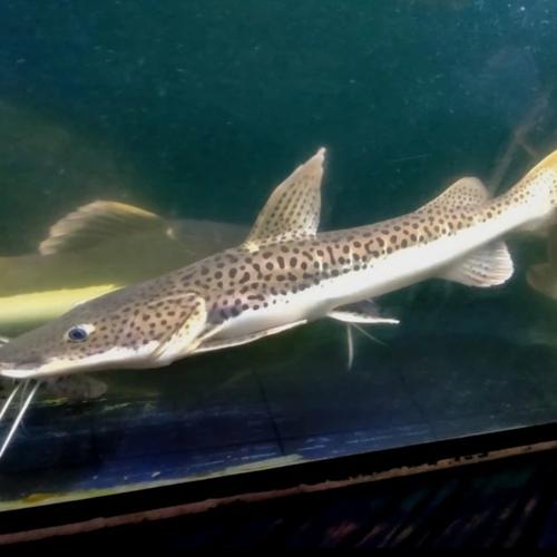 Leopard Catfish Max Size - Infoupdate.org