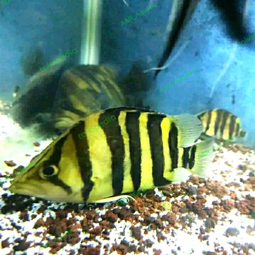Jual ikan dazt Sumatra Jumbo/ikan hias aquascape - 30cm - Kab. Bogor ...