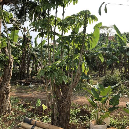 Jual Tanaman Walisongo Besar - Pohon Walisongo Berkarakter Mewah ...