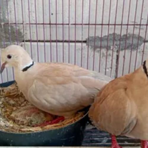 Jual Burung Puter Pelung bunyi Lomba - Kota Tangerang Selatan - Mutiara ...