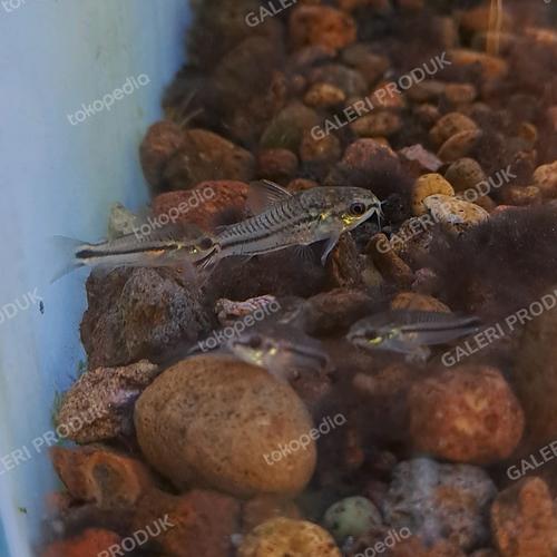 Jual IKAN HIAS AIR TAWAR - PYGMY CORYDORAS/PYGMY CATFISH - Jakarta ...