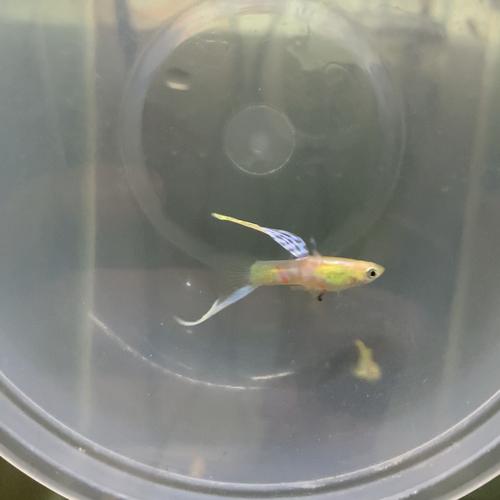 Jual guppy vienna bottom sword - Kota Bandung - nono guppy farm | Tokopedia