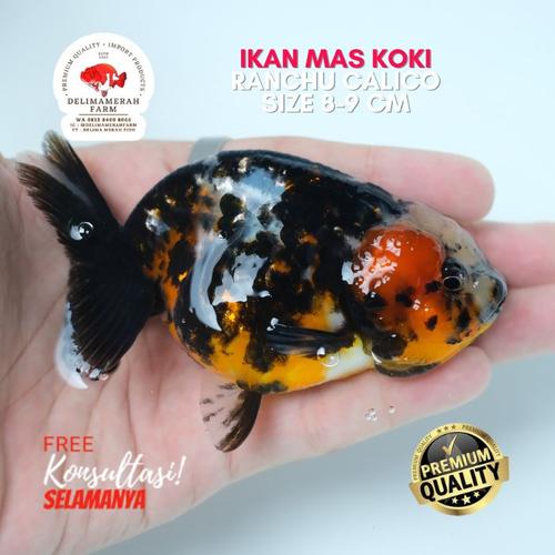 Jual IKAN MAS KOKI RANCHU CALICO SIZE 8-9 CM PREMIUM HIGH QUALITY ...