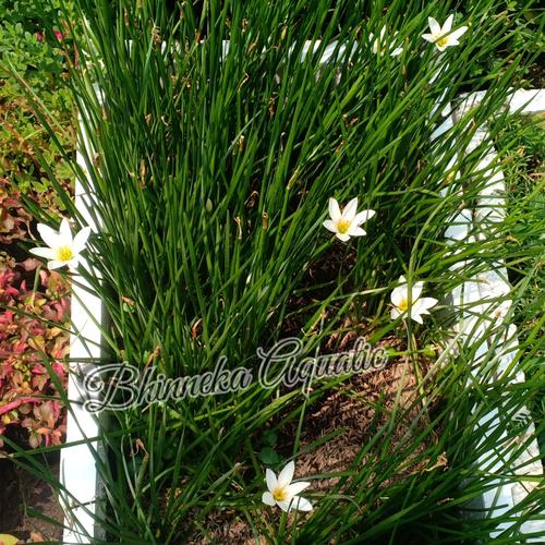 Jual Tanaman Kucai Bunga Putih Lily Tanaman Hujan - Jakarta Barat ...