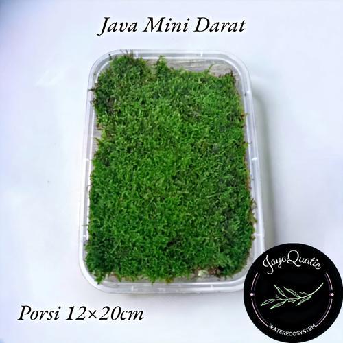 Jual Moss Paludarium Terrarium Vivarium - Lumut/Moss Java Mini Darat ...