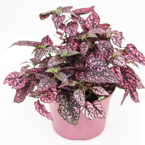 Jual Tanaman hias Pink Polka Dot Plant - Hypoestes Phyllostachya - Kab ...
