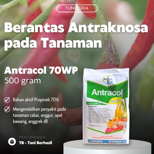 Jual Fungisida Antracol 70 WP 500 gr. Obat antraknosa, bercak daun ...