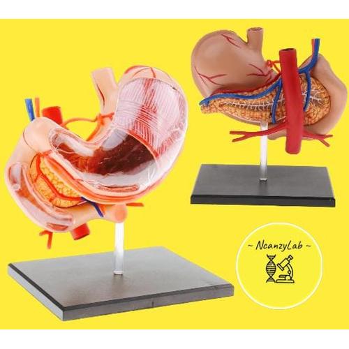 Jual Alat Peraga Manusia / Human Stomach Model With Base - Kab. Bogor ...