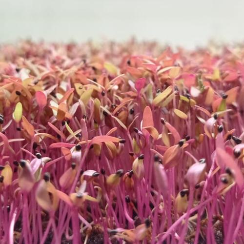 Jual Benih Bayam Merah - Red Amaranth 25gr - Jakarta Pusat - Gani The ...