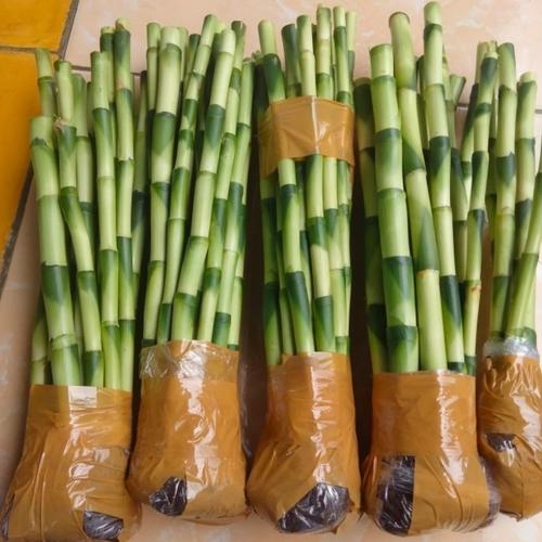 Jual 1 ikat batang tanaman hias bambu hoki lucky bamboo sri rezeki ...