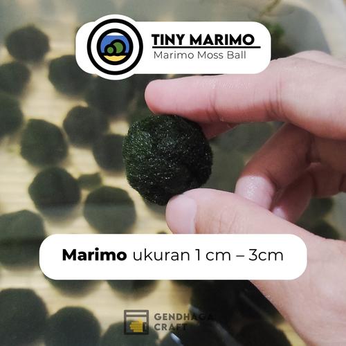 Jual [Extra] Tiny Marimo - Marimo Moss Ball (Satuan) | Marimo Hidup - 2cm - Kab. Sleman ...