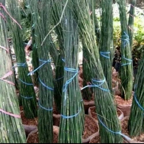 Jual pohon bambu air tanaman hias untuk pot - Kab. Bogor - taman indah ...