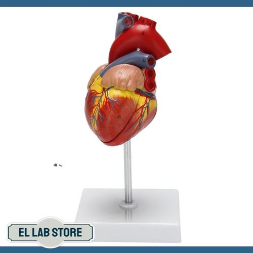 Jual Alat Peraga Jantung / Human Heart Model Anatomi / Human Heart ... Jual Alat Peraga Jantung / Human Heart Model Anatomi / Human Heart ...