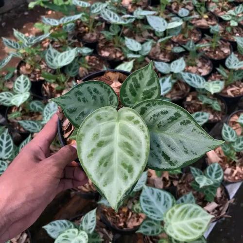 Jual Tanaman hias anthurium dorayaki silver chrome _ tanaman anthurium ...
