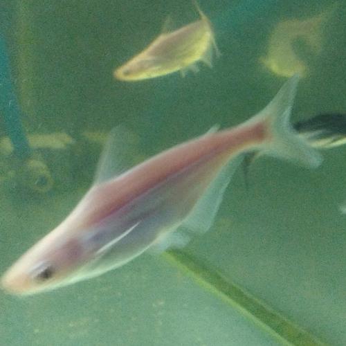 Jual ikan patin albino pangasius ikan hias aquarium tank mate predator ...