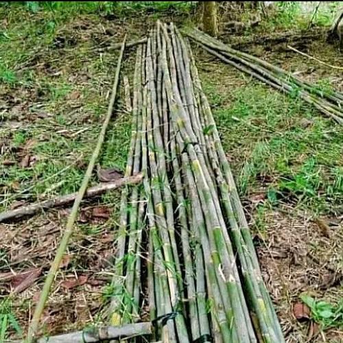 Jual tiang bambu bendera umbul - Kota Depok - Al Fazza Plants | Tokopedia
