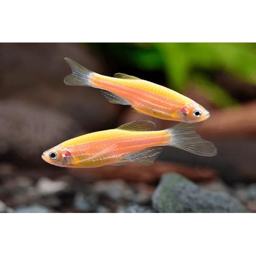Jual hiasan Aquarium orange Zebra Danio Fish - Kota Cimahi - Padje Shop ...