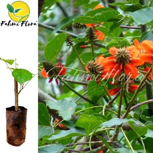 Jual Tanaman Dadap serep - Kota Bekasi - Fahmi Flora 2 | Tokopedia