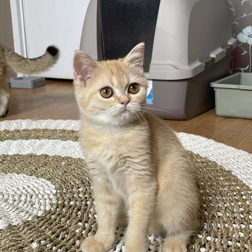 Jual kucing british shorthair / kucing BSH / british short hair ...