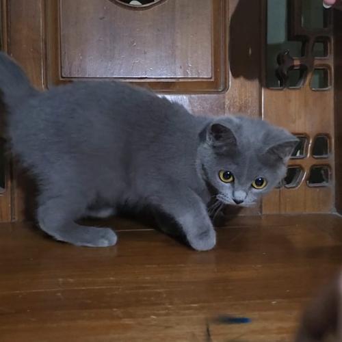 Jual KUCING KITTEN BSH BLUE || BRITISH SHORT HAIR - Kota Bekasi - Mouzi ...