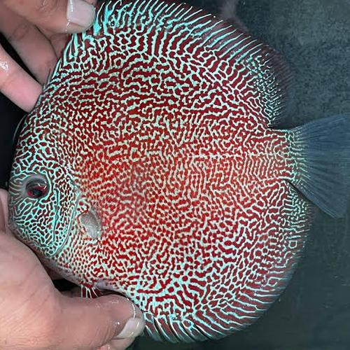 Jual Discus Panthera ukuran 1 inch - 3 cm - Kota Depok - Fishquality ...