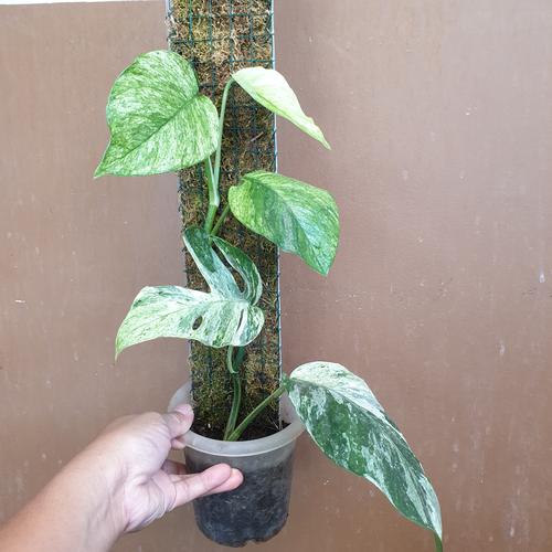 Jual epipremnum hanoman sp bali varigata - Gambar C - Kab. Bandung ...