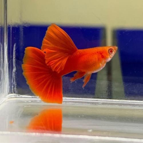 Jual Ikan Hias GUPPY ALBINO FULL RED BIG DORSAL ||AFR big dorsal || AFR ...