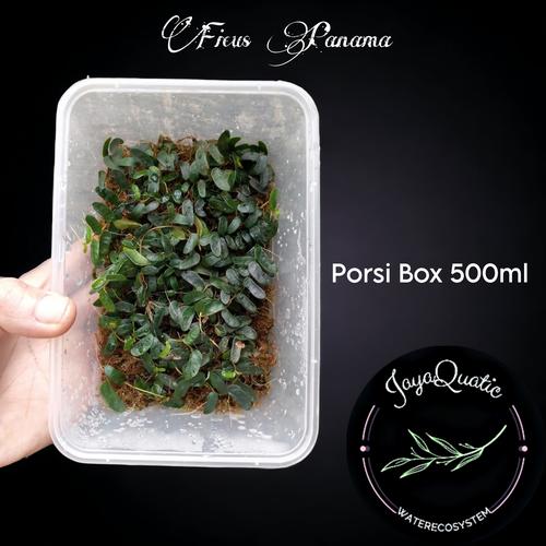 Promo Ficus Panama Porsi Box 500ml - Tanaman Rambat Paludarium ...