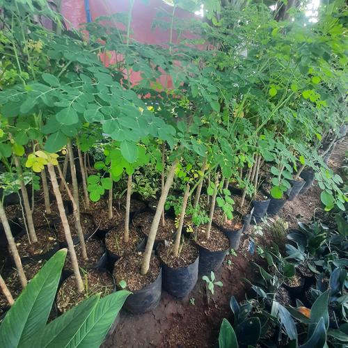 Jual pohon kelor tinggi 1 meter tanaman daun kelor 1 meter - Kab. Bogor ...