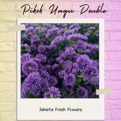 Jual Bunga Pikok Double Ungu (Bunga Segar Jakarta) - Jakarta Barat ...