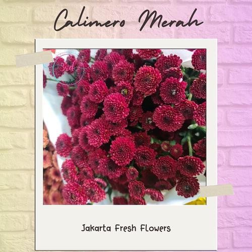 Jual Bunga Aster Calimero (Bunga Potong Segar Jakarta) - Merah ...