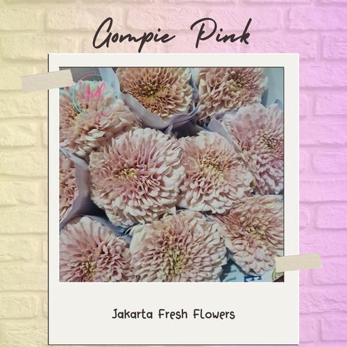 Jual Bunga Gompie Segar (Bunga Potong Segar Jakarta) - Pink - Jakarta ...