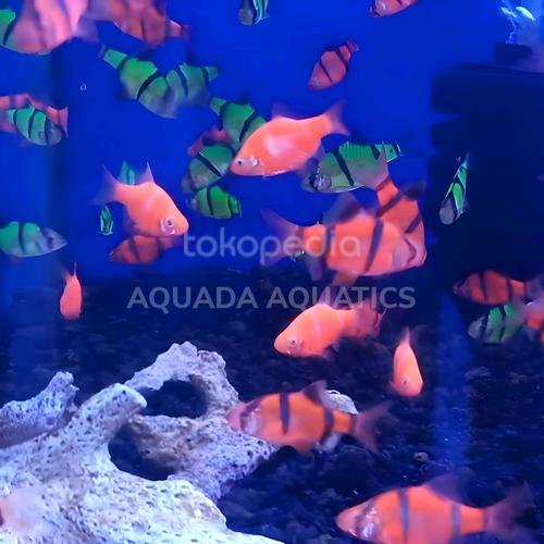 Jual Ikan Hias Sumatra Tiger Barb Glofish Merah Hijau - Glowfish ...