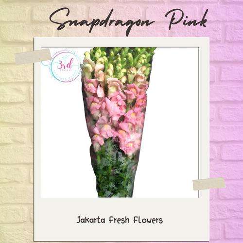 Promo Bunga Snap Dragon (Bunga Segar Jakarta) - Putih - Jakarta Barat ...