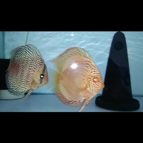 Jual ikan discus WB albino x leopard pair - Kota Bekasi - Harga jaya ...