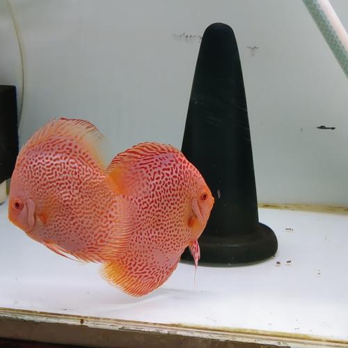 Jual ikan discus albino lss pair - Kota Bekasi - Harga jaya | Tokopedia