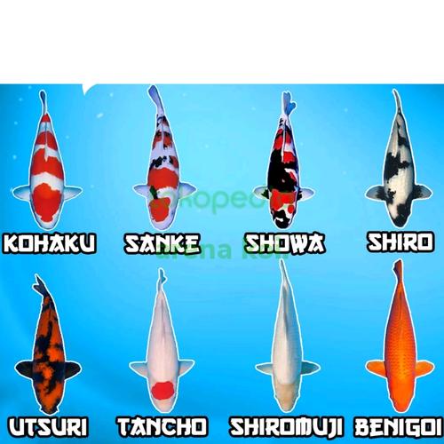 Jual ikan koi bibit import kualitas grade A size 8-10cm - 8, tanco ...