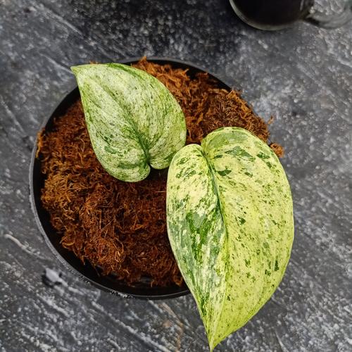 Jual scindapsus marble queen - Kab. Purbalingga - Ini Baru Tanaman ...