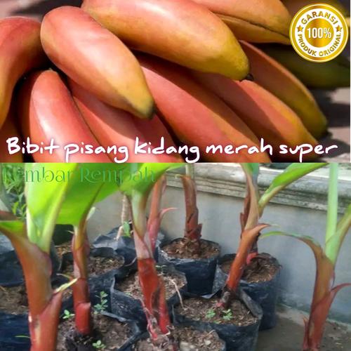 Jual Bibit pisang kidang merah super siap tanam - S(≤17cm) - Kab ...