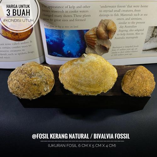Jual Fosil Kerang Natural A37 atau Fosil Bivalvia atau Fosil Kijing ...