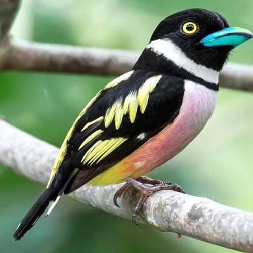 Jual Burung Sempur Hujan Sumatera Leher Kalung Putih Pilihan - Satuan ...