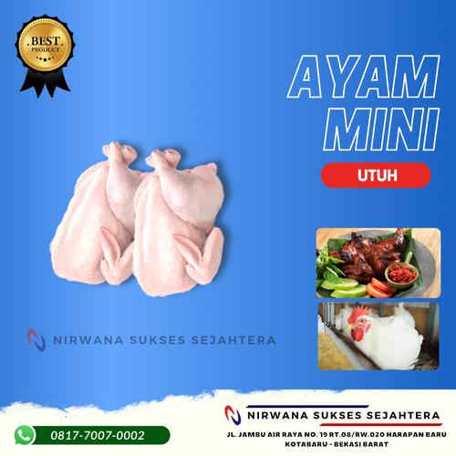 Jual AYAM MINI, AYAM TG, AYAM NEGERI UTUH / WHOLE MINI BROILER CHICKEN ...