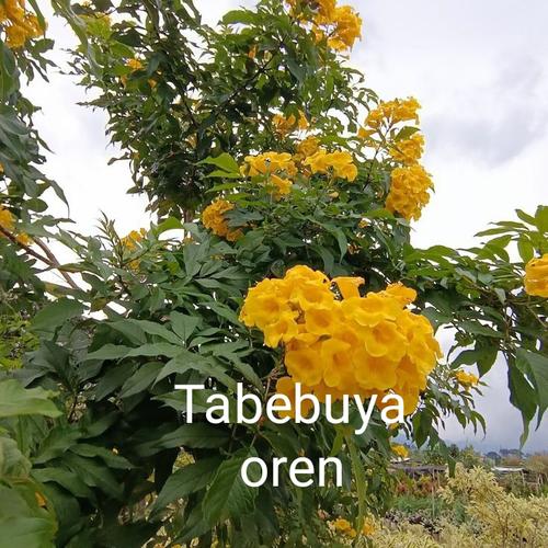 Jual Tanaman pohon Tabebuya bunga oren ukuran 100 cm - Kab. Bogor ...
