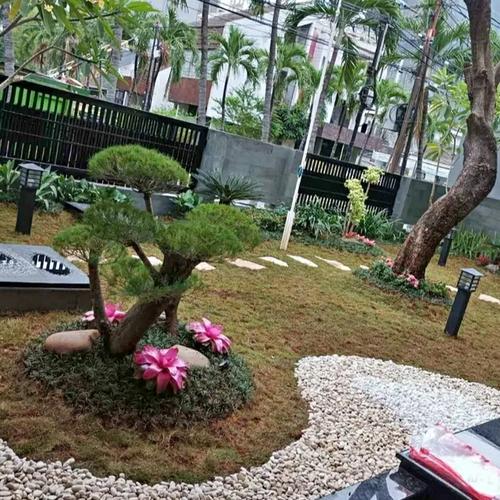 Jual taman rumput jepang/bonsai Cemara udang/kucai mini/batu koral ...