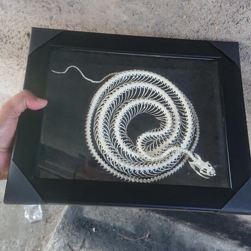 Jual Hiasan dinding taxidermy skeleton tulang tengkorak asli 73 - Kota ...