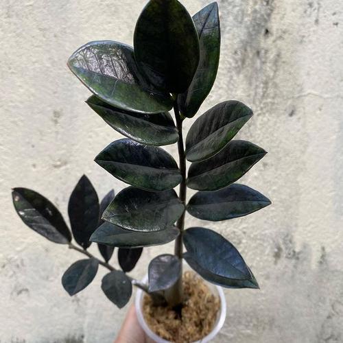 Jual Tanaman Hias Zamia Black - Tanaman Hias Zamia - Zamia Dolar - Kab ...