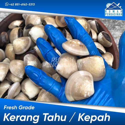 Jual Kerang Tahu Segar FRESH/Kepa Kerang Laut/Kerang Kepah Seafood ...